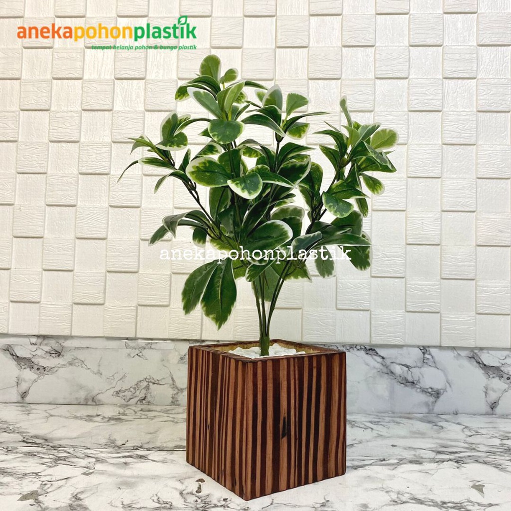 Jual Tanaman Hias Daun Beringin Dollar Putih Plastik Artificial Pot ...