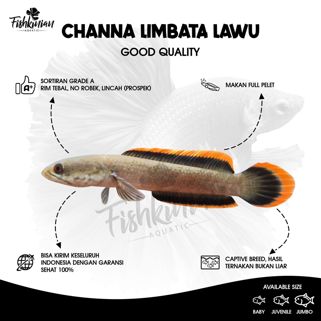 Jual Channa Limbata Lawu - RIM TEBAL ASLI LAWU | Shopee Indonesia