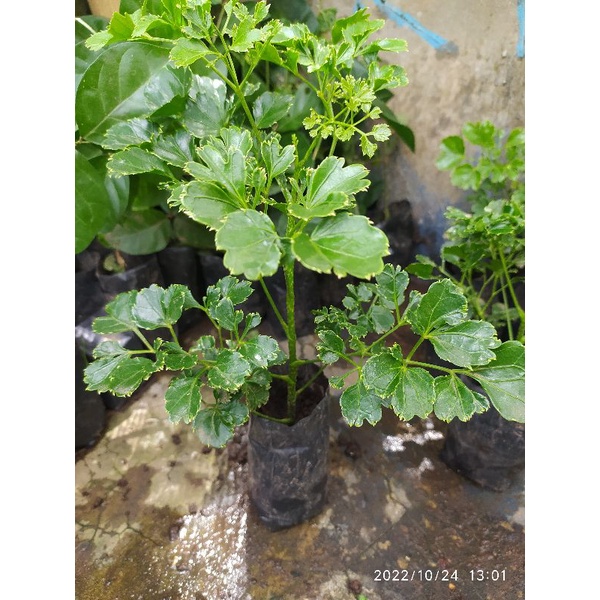 Jual Bibit Tanaman Hias Andong Laut Hijau / Bibit Cikra cikri Cakra ...