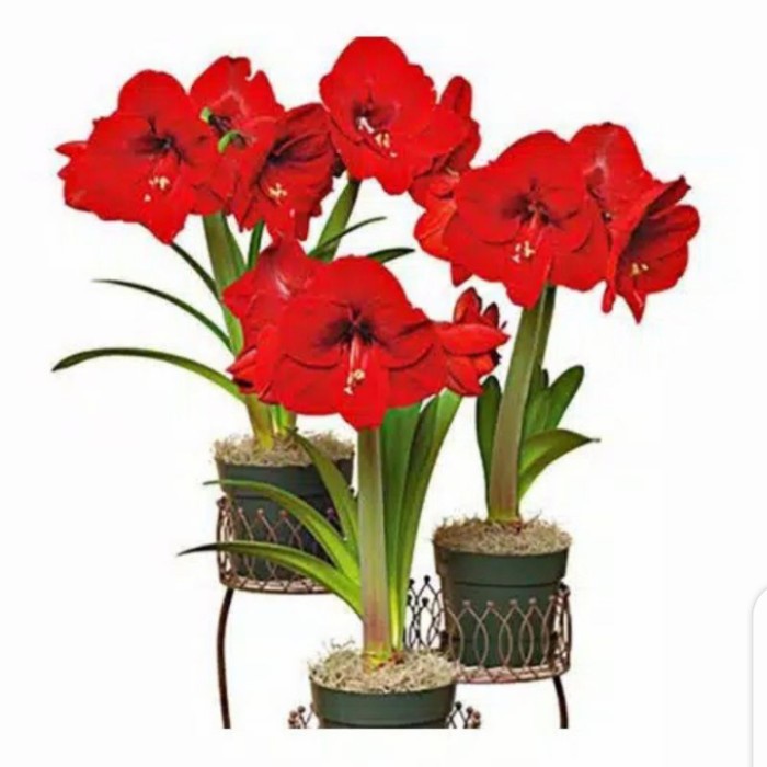 Jual tanaman hias bunga amarilis/tanaman bunga amarilis/pohon bakung ...