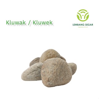 Jual Kluwak / Kluwek / Kepayang / Pangium Lembang Segar | Shopee Indonesia