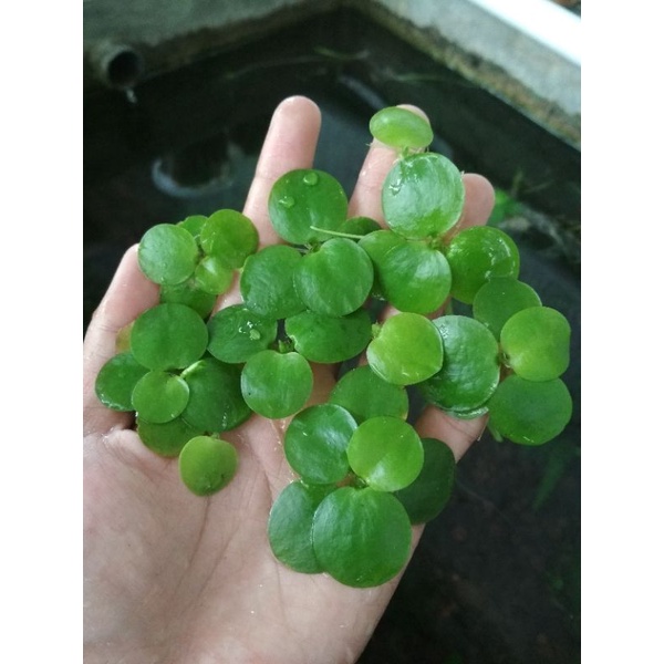 Jual frogbit amazon tanaman air apung/mengpung/mengambang | Shopee ...