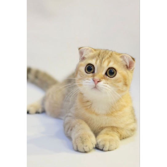 Jual Scootish fold golden kucing | Shopee Indonesia