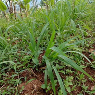 Jual Bibit rumput setaria 20 batang siap tanam | Shopee Indonesia