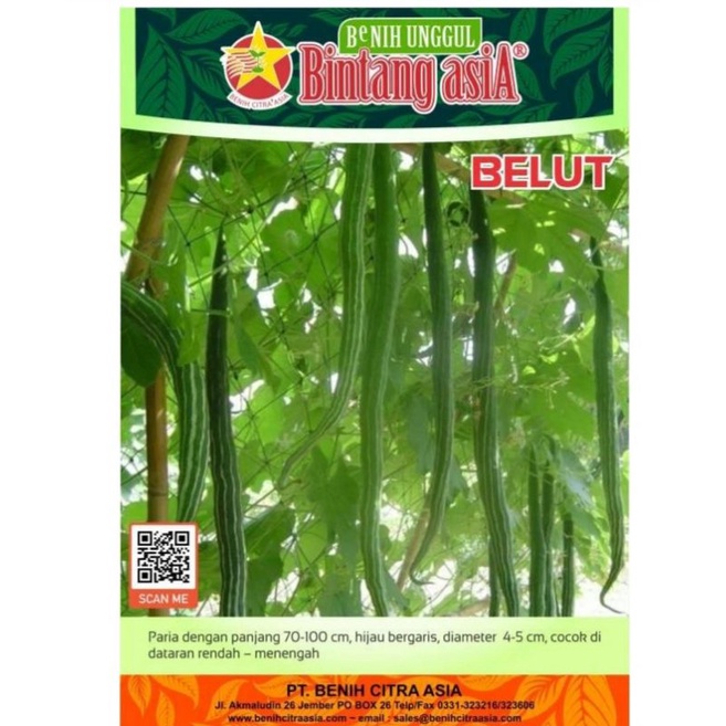 Jual Blenih PARE BELUT 10 Gram paria belut ular bintang asia KEMASAN ...