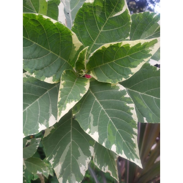 Jual stekan pohon bunga kecubung parigata bunga kecubung parigata bunga ...