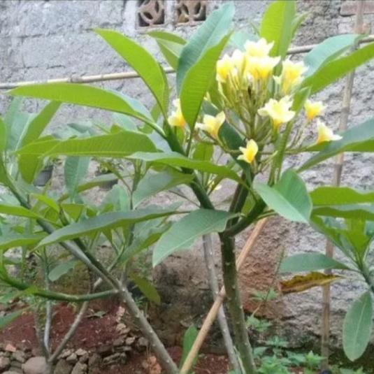Jual Tanaman hias kamboja bali bunga kuning,pohon kamboja bali ... Jual Tanaman hias kamboja bali bunga kuning,pohon kamboja bali ...