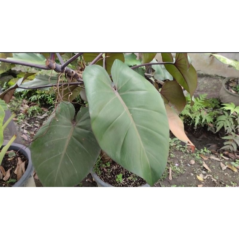 Jual PHILO ROYAL QUEEN,PHILO DARKLORD SINGONIUM CIAPENSE MATUDA ...