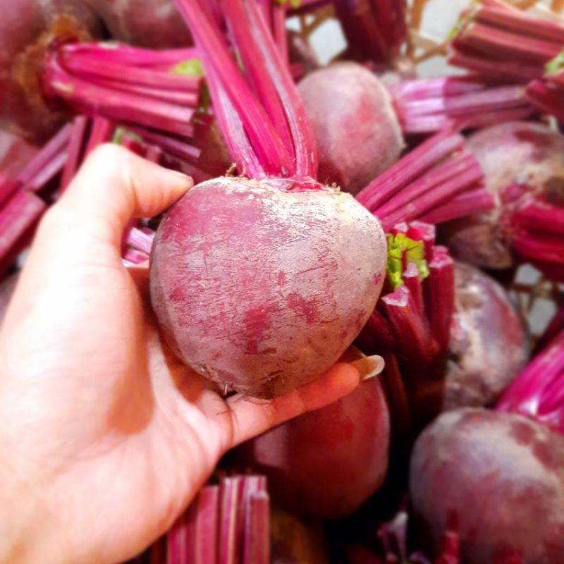 Jual BUAH BIT | Shopee Indonesia
