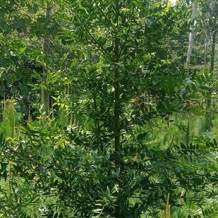 Jual Tanaman hias pohon damar laut tinggi 3 meter | Shopee Indonesia