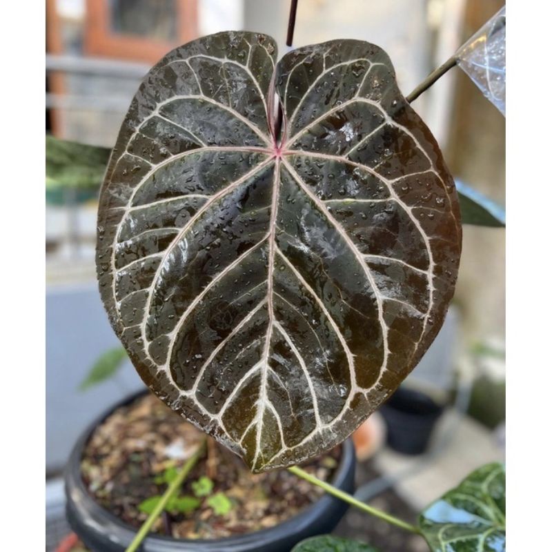 Jual Tanaman Anthurium red gunsal anakan | Shopee Indonesia