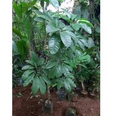 Jual Pohon walisongo daun lebar | Shopee Indonesia