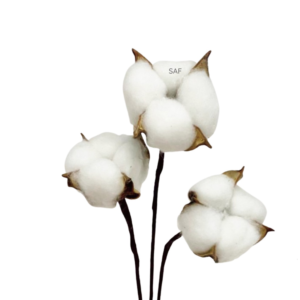 Jual SAF cotton flower / bunga kapas props foto dekoratif bunga kering ...