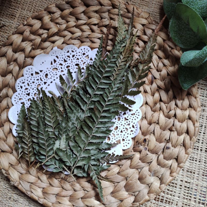 Jual Daun paku kering per pack isi 15 helai | Shopee Indonesia