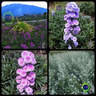 Jual BUNGA PIKOK BERBUNGA bibit tanaman pikok ungu pikok ping pikok ...