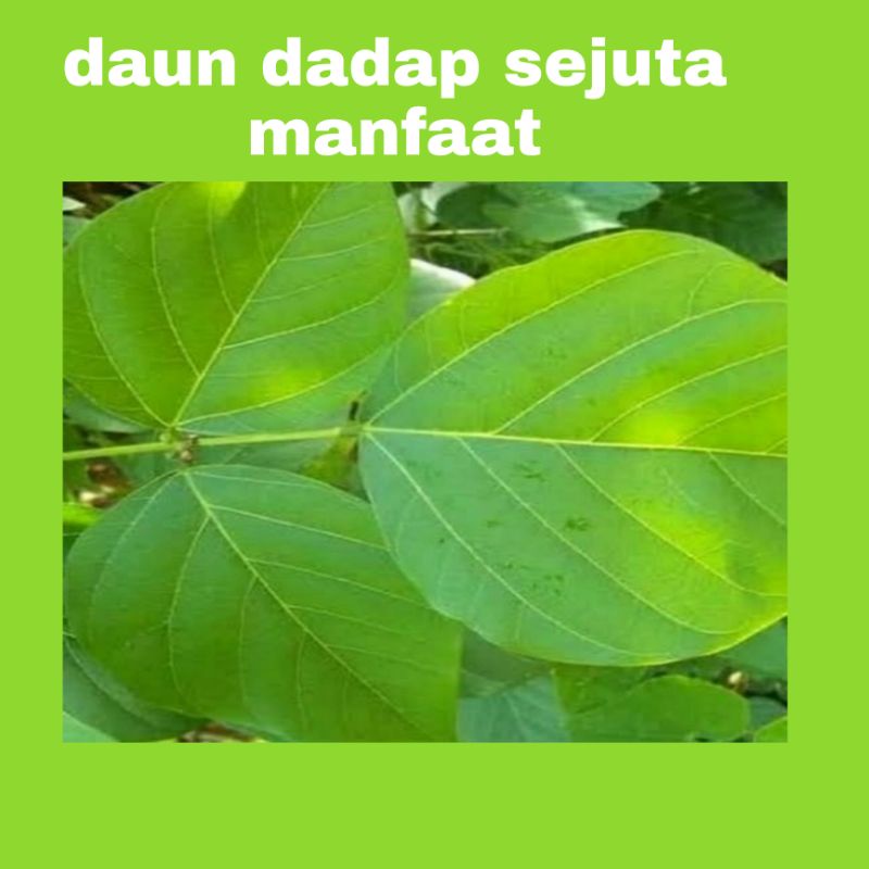 Jual daun dadap segar | Shopee Indonesia
