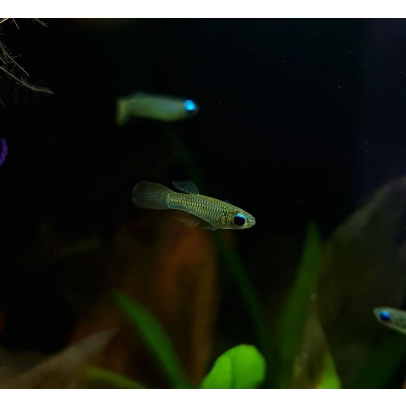 Jual killifish blue eye neon / killifish lamp eye / ikan dwarf | Shopee ...