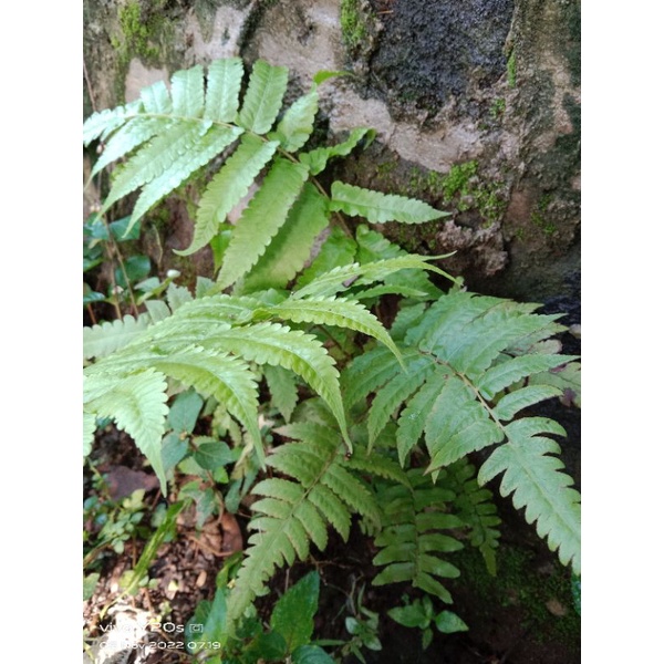 Jual TANAMAN PAKIS HUTAN | Shopee Indonesia