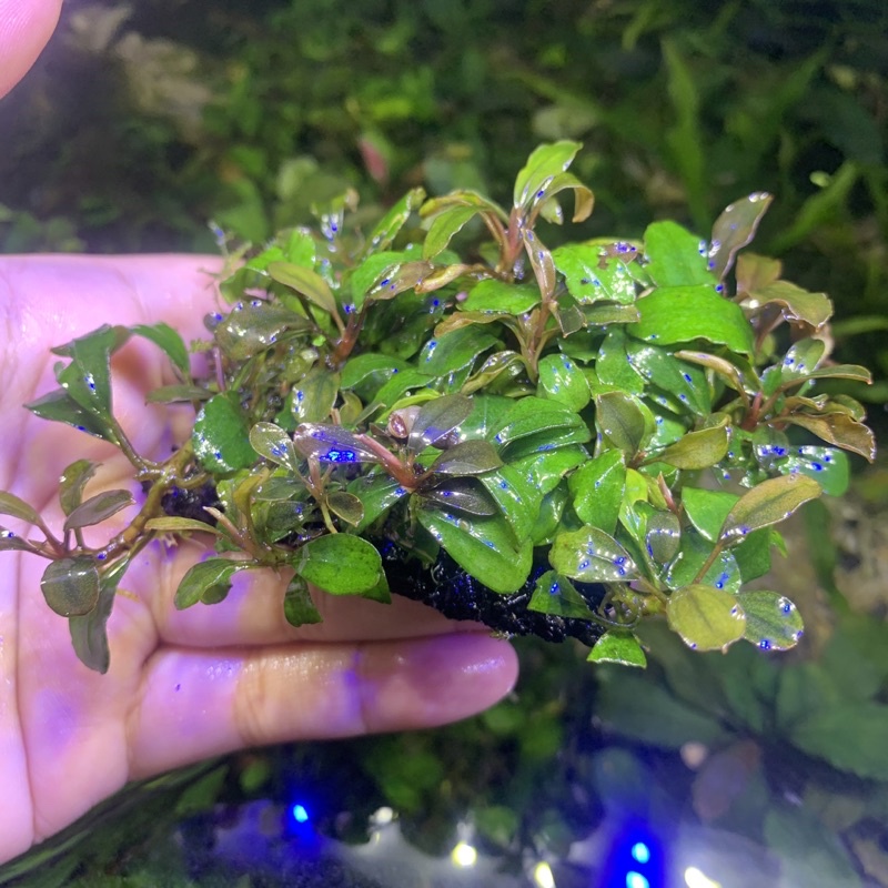 Jual Bucephalandra Tanaman Air Aquascape media pakis | Shopee Indonesia