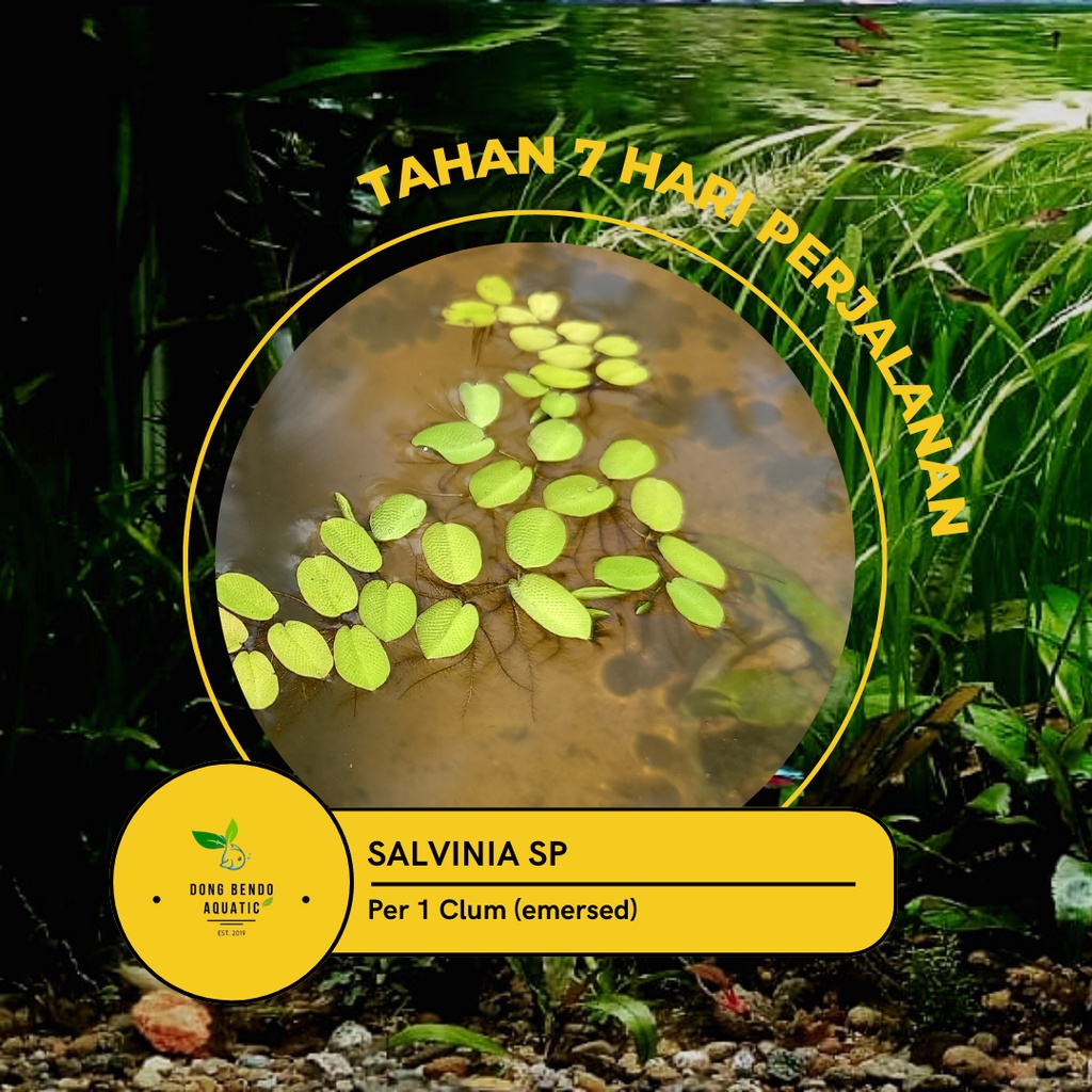 Jual Salvinia Sp / Tanaman apung / Tanaman Guppy | Shopee Indonesia