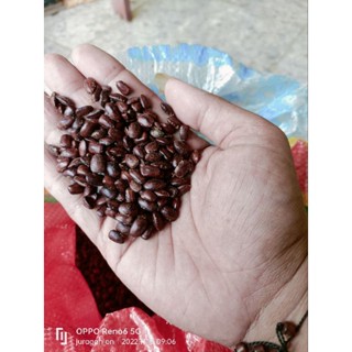 Jual Biji Trembesi//keduh berkualitas berat 1 kilo | Shopee Indonesia