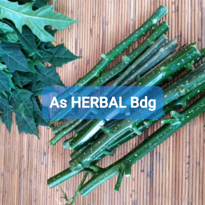 Jual Bibit daun gedi pohon gedi atau pepaya jepang 1 kg GG22 | Shopee ...