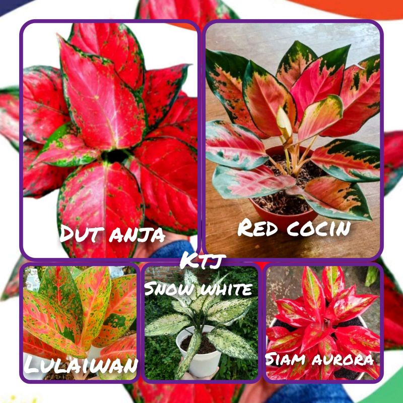 Jual paket bunga hias aglonema 5 pohon cantik daun rimbun | Shopee ...