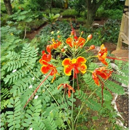 Jual Tanaman Bunga Merak Merah Bagus/ Pohon Bunga Flamboyan Merah ...