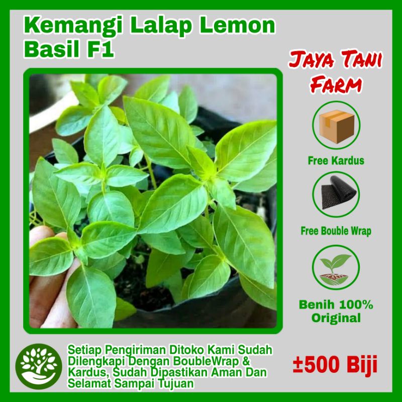 Jual 500 Biji Benih Kemangi Lemon Basil F1 / Bibit Keqmanqgi F1 / Benih ... Jual 500 Biji Benih Kemangi Lemon Basil F1 / Bibit Keqmanqgi F1 / Benih ...