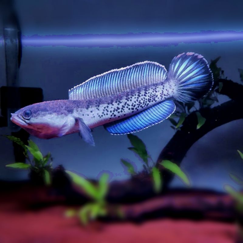 Jual Chana Stewartii Arunachal full dot istimewa | Shopee Indonesia