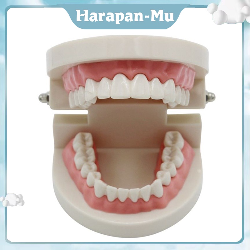 Jual Manekin Gigi Skala Phantom Gigi Dental Teaching Model Peraga Gigi ...