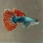 Jual ikan hias aquascape guppy gappi gapy ikan hias air tawar ikan hias aquarium ikan guppy hias ...