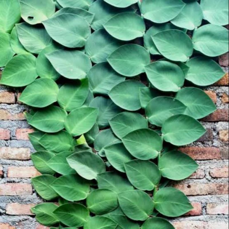 Jual Tanaman Hias Merambat Daun Dolar besar | Shopee Indonesia
