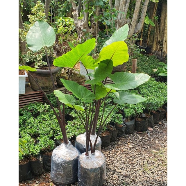 Jual Tanaman hias sente hitam ukuran 1 meter + (Batang keras 30-50cm ...