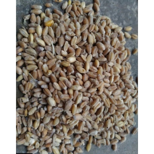 Jual biji gandum pakan ternak | Shopee Indonesia
