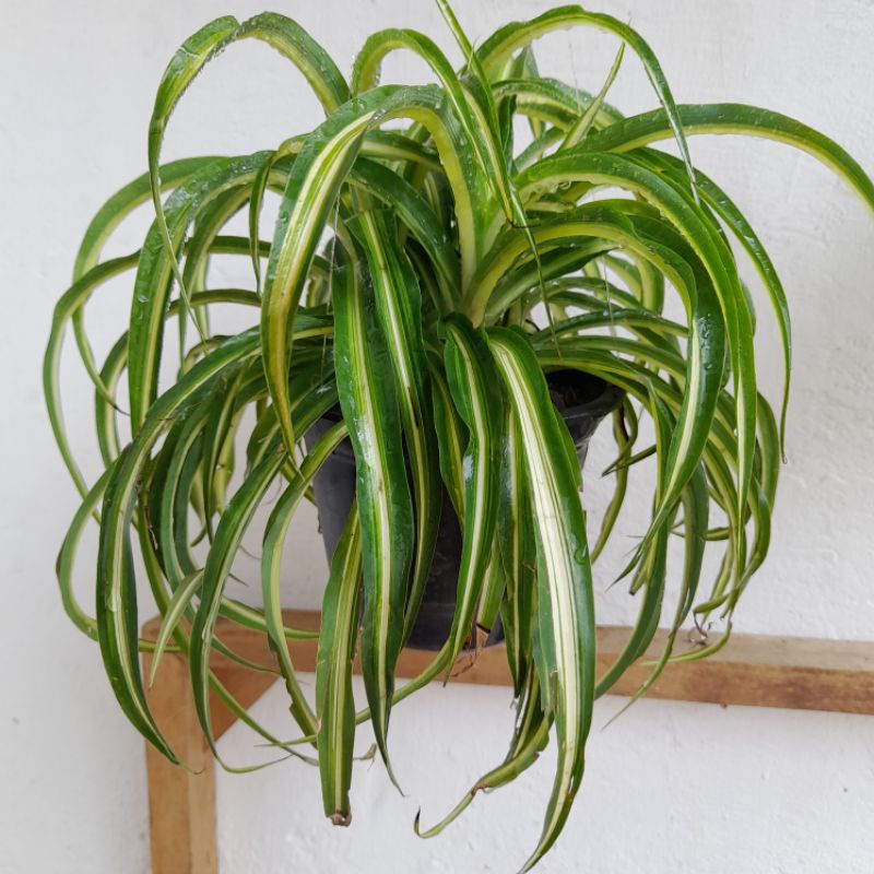 Jual Tanaman Hias Spider Plant/ Tanaman Pembersih Udara (Dengan Pot ...