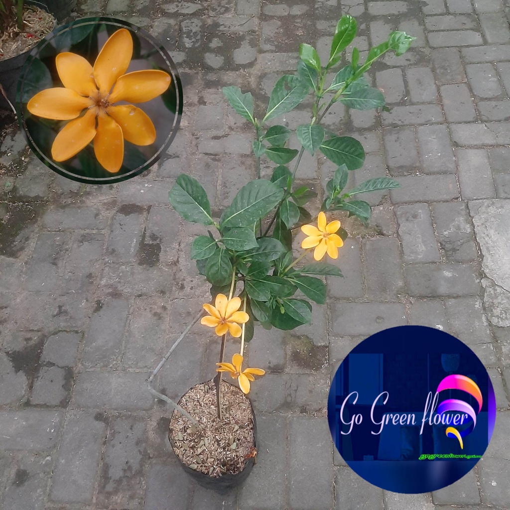 Jual GARDENIA CARINATA CAPE JASMIN KACA PIRING KUNING cepiring kuning ...