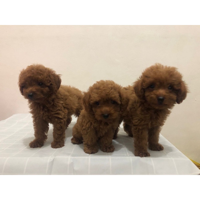 Jual Red Toy Poodle Anakan Anjing Stambum | Shopee Indonesia