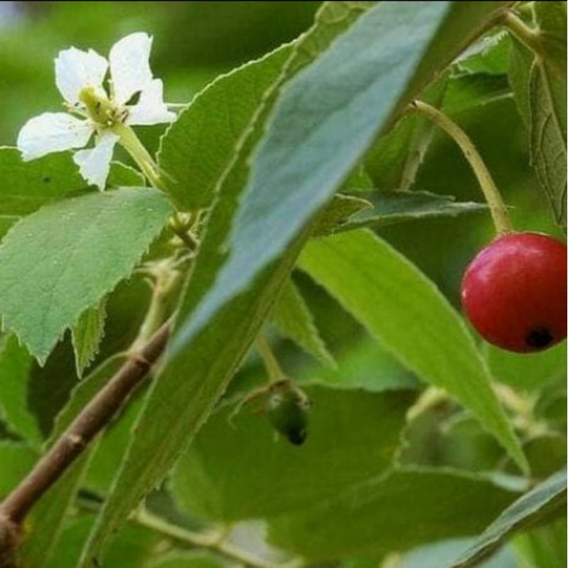 Jual KWALITAS TERBAIK Bibit Pohon Buah Ceri Seri Kersen Talok Keres ...