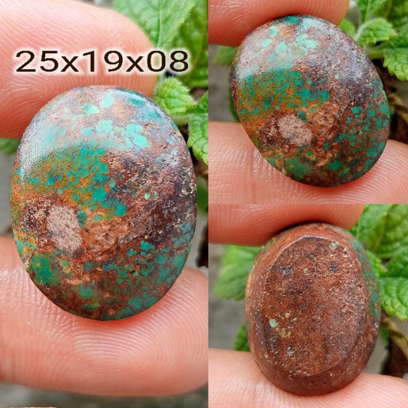 Jual Pirus Persia ijo gradasi toska | Shopee Indonesia