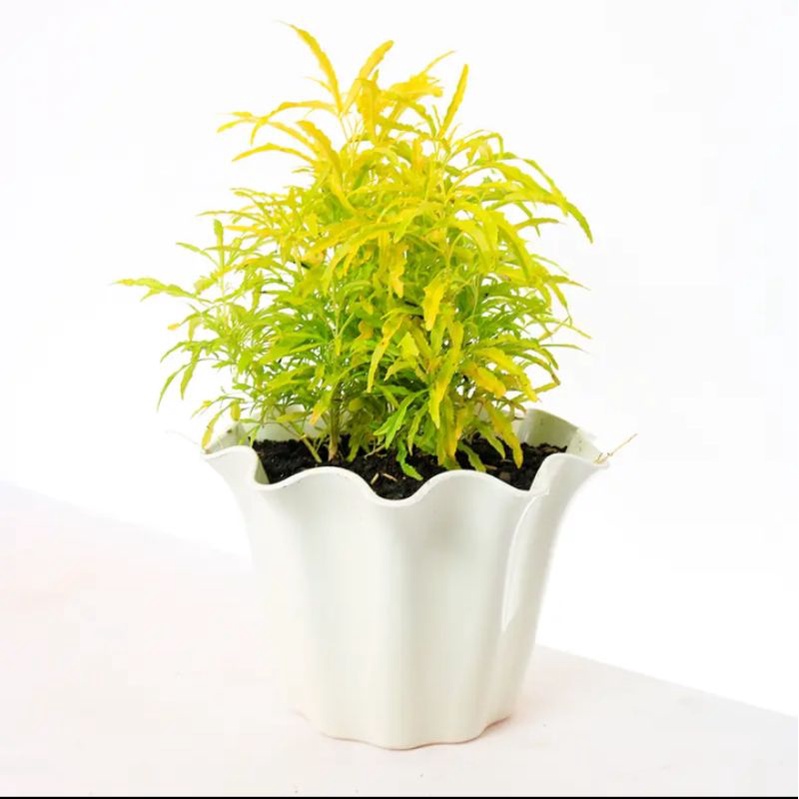 Jual Tanaman Hias Kalilipa Kuning Cerah/Pohon Brokoli Golden Bagus ...