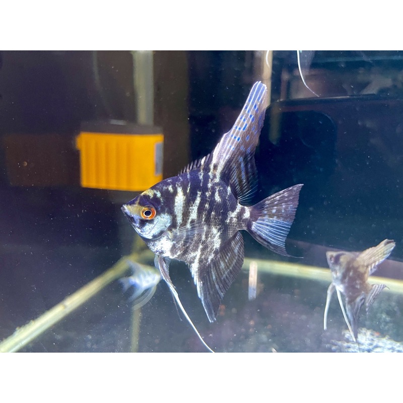 Jual manfish altum | Shopee Indonesia