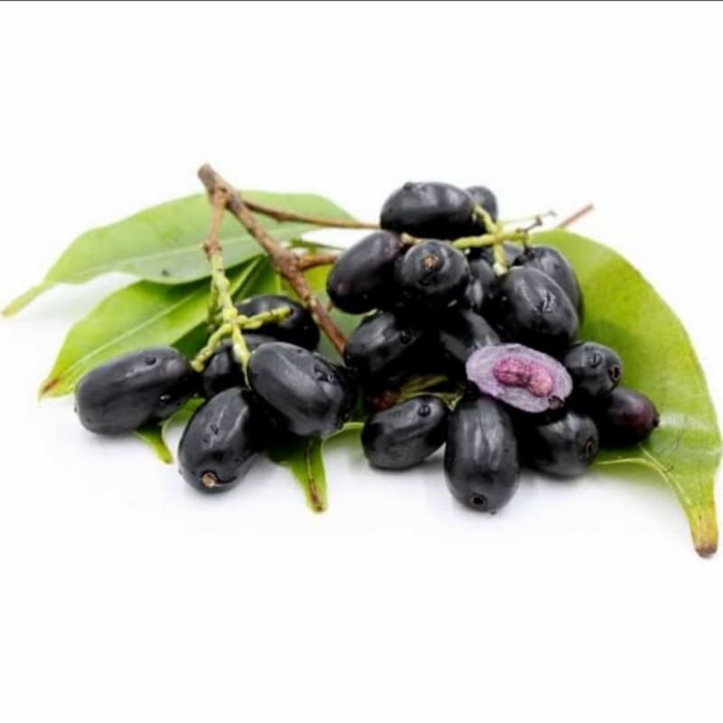Jual Syzygium Cumini | Jamun Java Plum | Pot Pohon Buah Jamblang ...