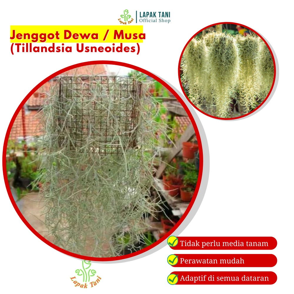 Jual Tanaman jenggot musa thilandsia spanish moss | Shopee Indonesia