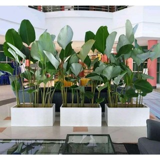 Jual tanaman pisang calathea lutea tinggi 1,5 meter pohon pisang hias ...