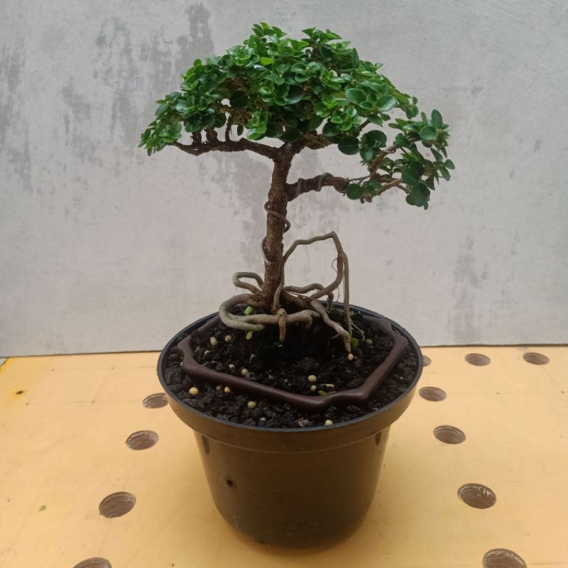Jual Bonsai Sancang Mame Semi Expose Root | Shopee Indonesia