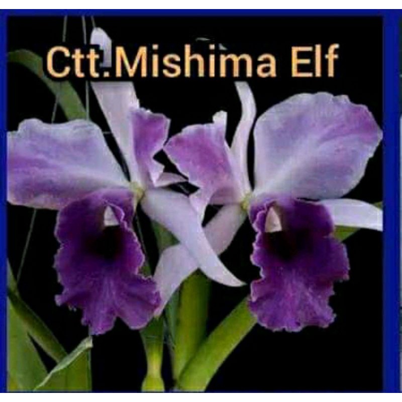 Jual Bunga anggrek Cattleya Mishima Elf +Pot Angrek Bunga Ungu Putih ...