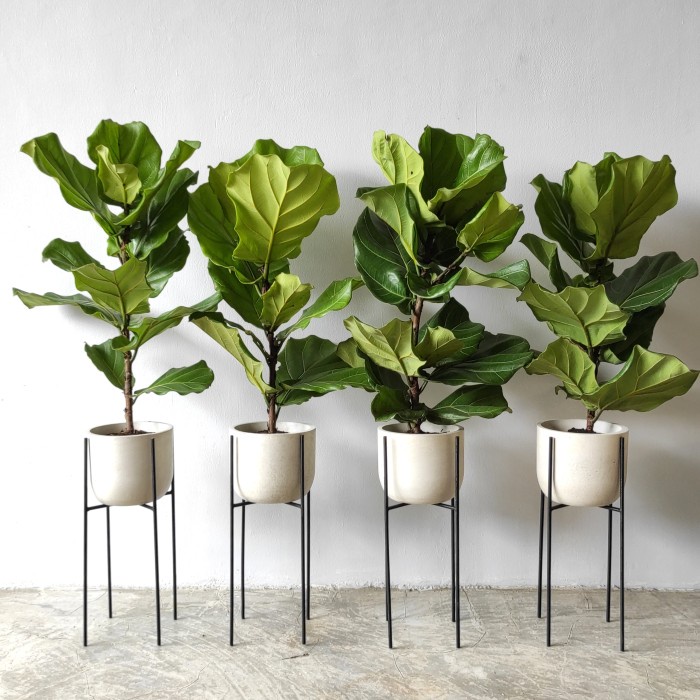 Jual Pot Ficus Lyrata - Ketapang Biola Cantik Tanaman Indoor, Tanaman ...