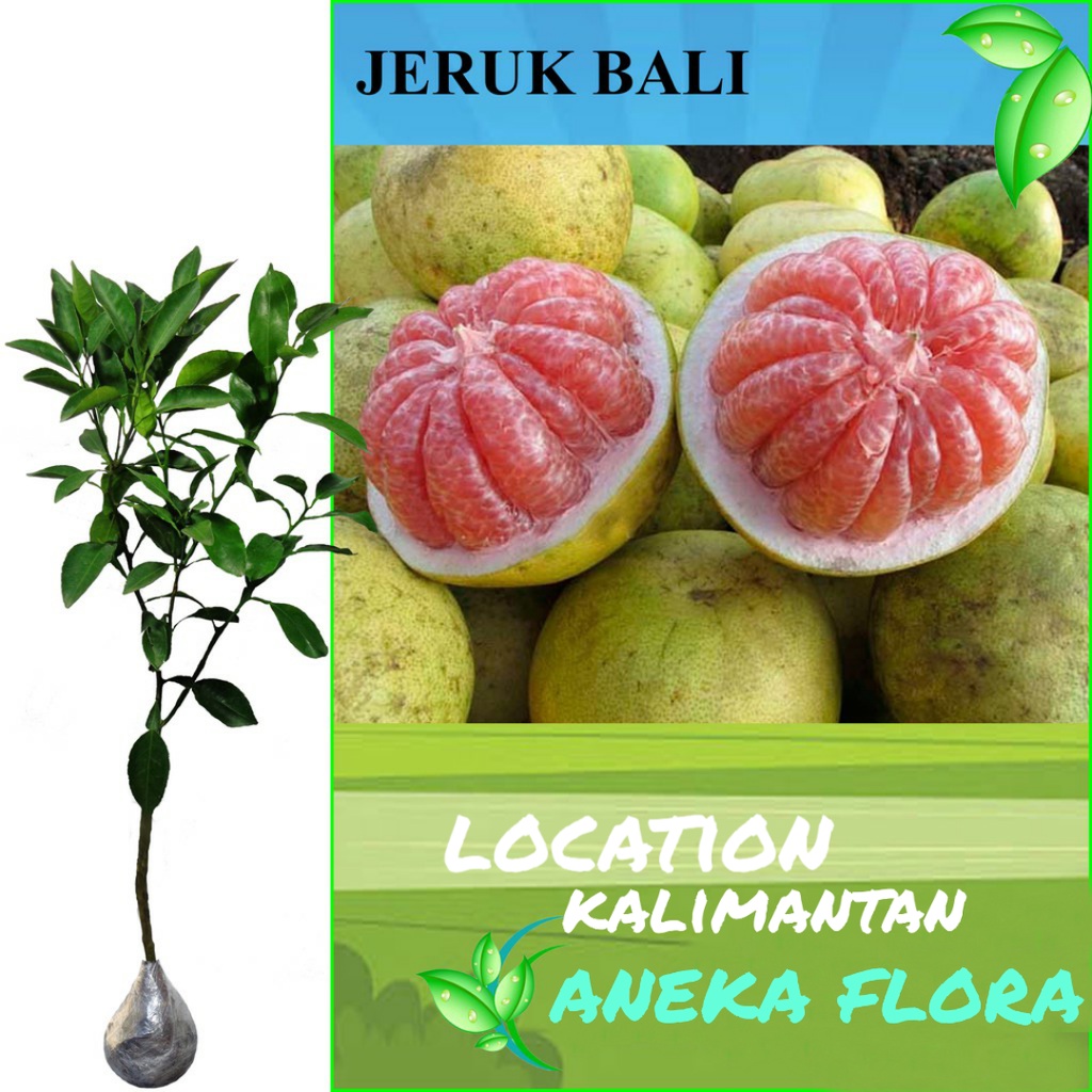 Jual bibit jeruk bali (50-90cm) | Shopee Indonesia