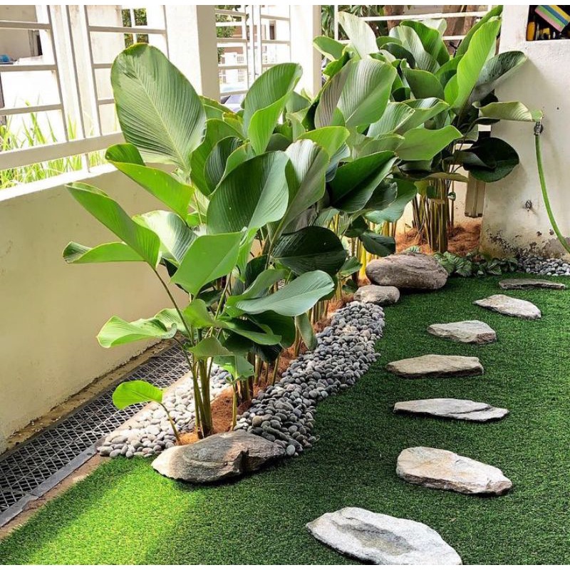 Jual tanaman pisang calathea lutea tinggi 1,5 meter pohon pisang hias ...